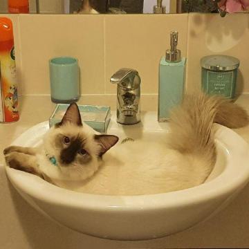 The House Sitters - the easiest way to find the right housesitter to ...