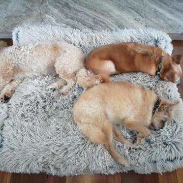 The House Sitters - the easiest way to find the right housesitter to ...